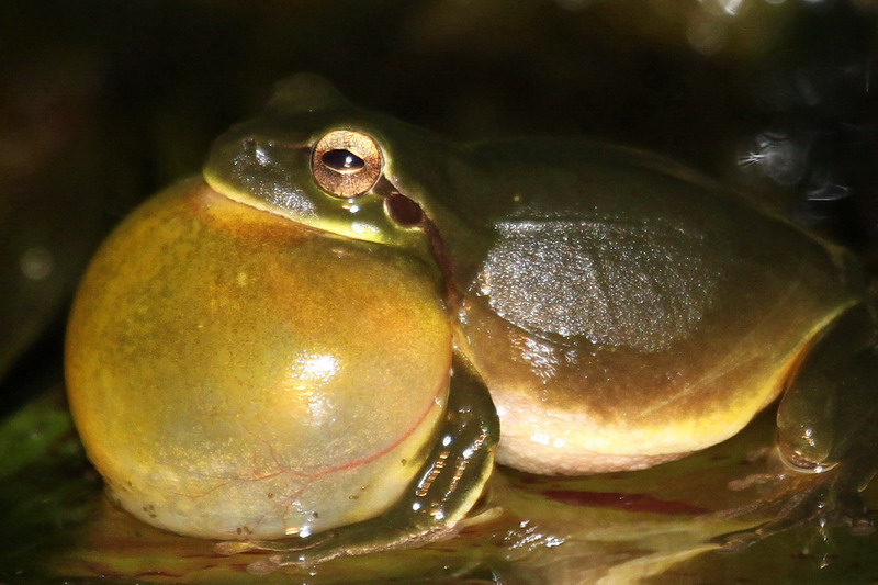 Stripeless tree frog - Laryngeal sacs