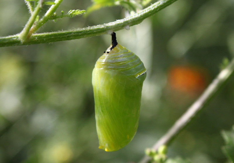 Primeros días de Mayo en el biotopo casero