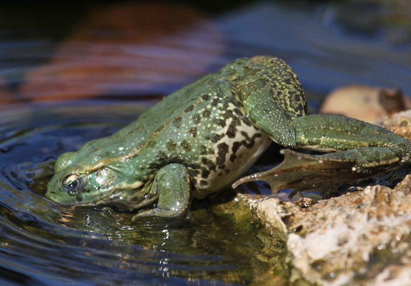 P.Perezi eating a grape