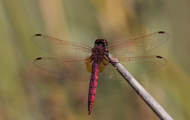 Dragonflies in Andalusia - 2016