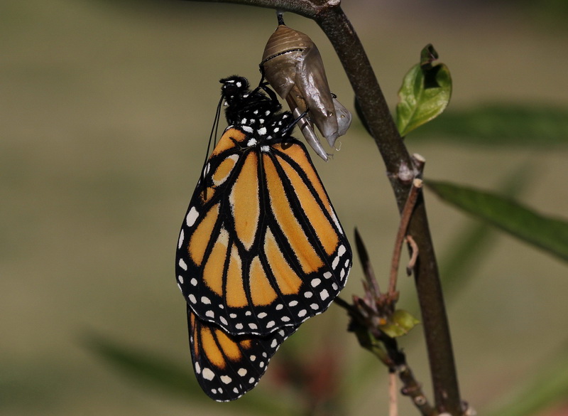 Monarchfalter ( Danaus plexippus ) - Metamorfosis