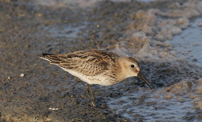Alpenstrandläufer